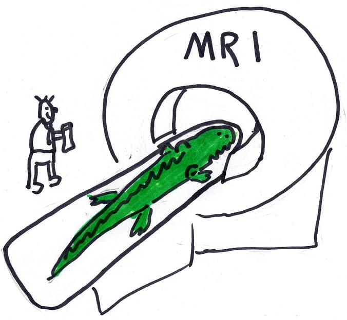 Crocodile Brain Scans - Traveling Chalkboard